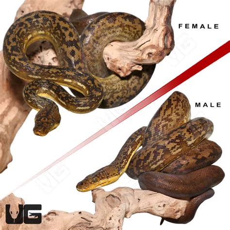 Timor Python Pair Malayopython Timoriensis For Sale Underground