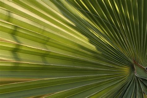 Premium Photo Close Up Of Palm Tree Leaves