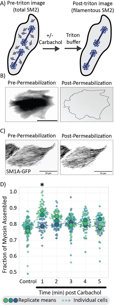 induced contraction of smcs induces sm2 assembly a cartoon download scientific diagram