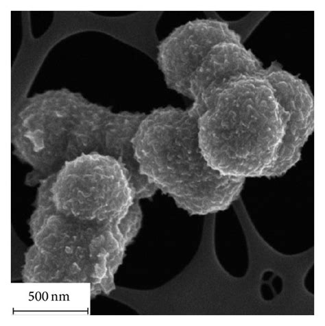 FESEM Images Of A B TiO2 And C D RGO TiO2 Composite Download Scientific Diagram