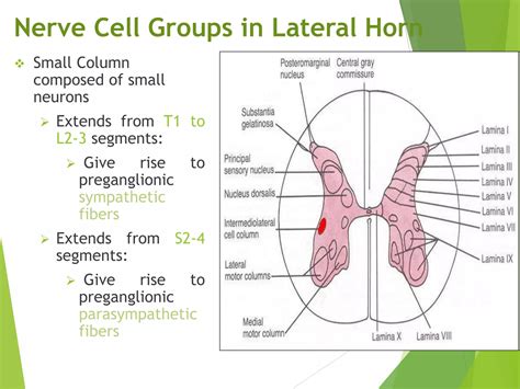 Anatomy Of Spinal Cord Ppt