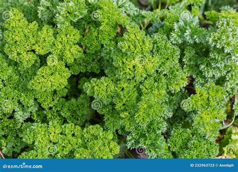 Top View Of Curly Leaf Parsley Growing On Field Stock Image Image Of