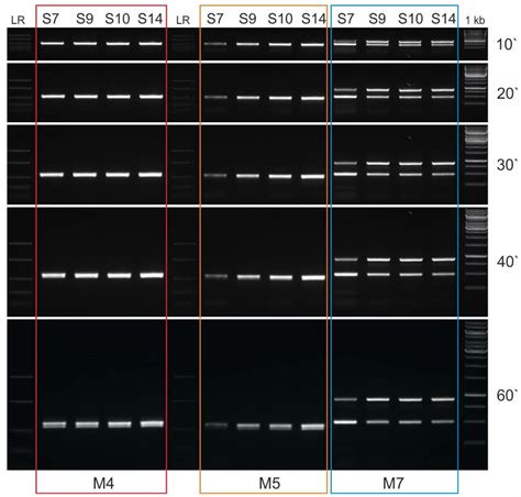 In Silico Analysis Of Seven Pcr Markers Developed From The Chd1 Nipbl