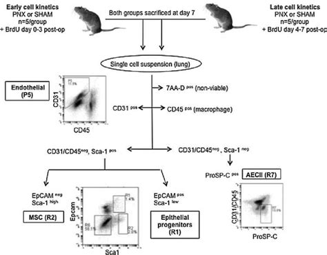 Enumeration Of Post Pnx Proliferating Cell Populations By Flow Download Scientific Diagram