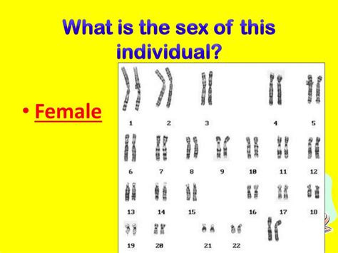Ppt Patterns Of Heredity Review Powerpoint Presentation Free