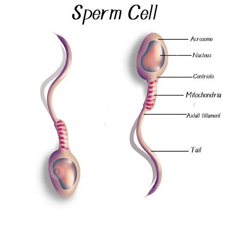 Human Sperm Cell Sperm Spiralling To The Egg Health And Disease