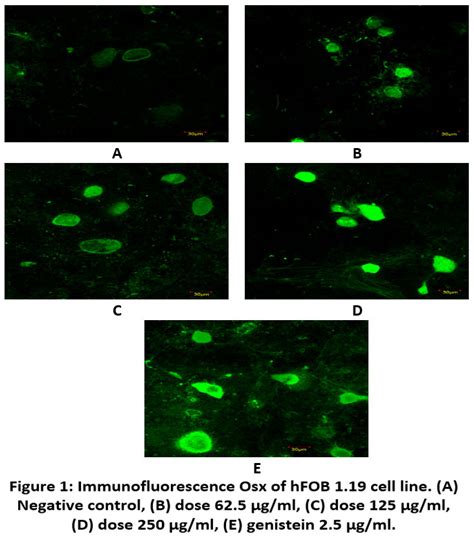 Enhancement Of Osteoblastogenesis In The Hfob 1 19 Cell Line By The Induction Of The N Butanol