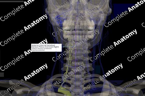 Anterior Internal Vertebral Venous Plexus Cervical Right Complete