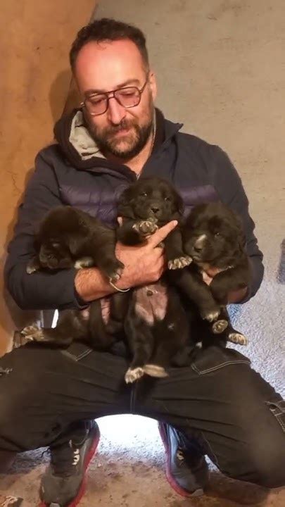 توله های ماده کژال از عشقباز عزیز امیرخان Youtube