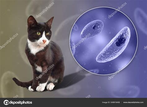 Toxoplasma Gondii Morphology