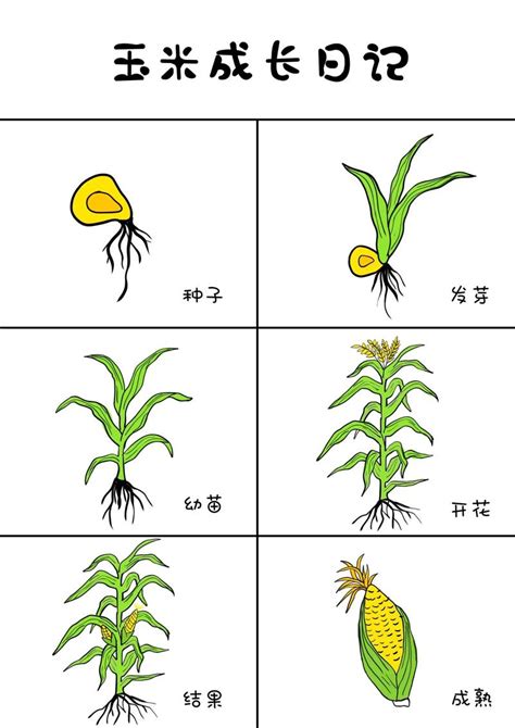 植物生长过程的简笔画图片简单（共16张） 简笔画图片大全