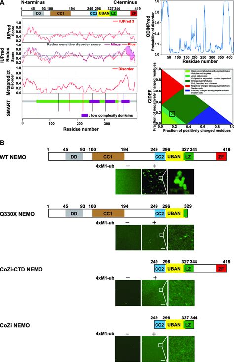 N And C Terminal Domains Contribute To M1 Ubiquitin Induced Phase Download Scientific Diagram