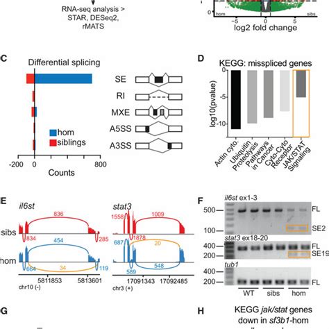 Stat3 Pathway Components Are Differentially Spliced And Expressed In