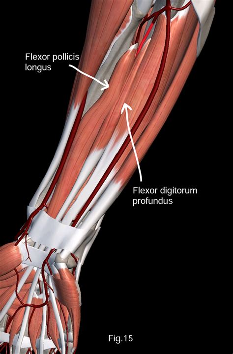 Interosseous Ligament Hand