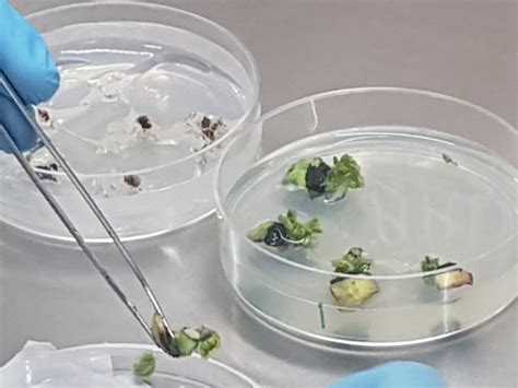 Simpósio Brasileiro Vai Debater Os Gargalos Relacionados à Sanidade De