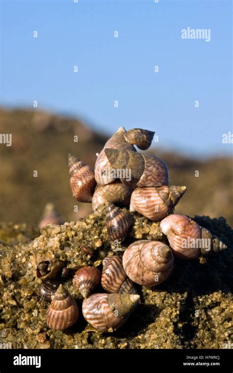 Periwinkle Littorina Sp Snails Gathering Belo Sur Mer Madagascar