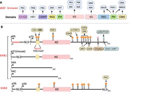 Beyond Controlling Cell Size Functional Analyses Of S6k In