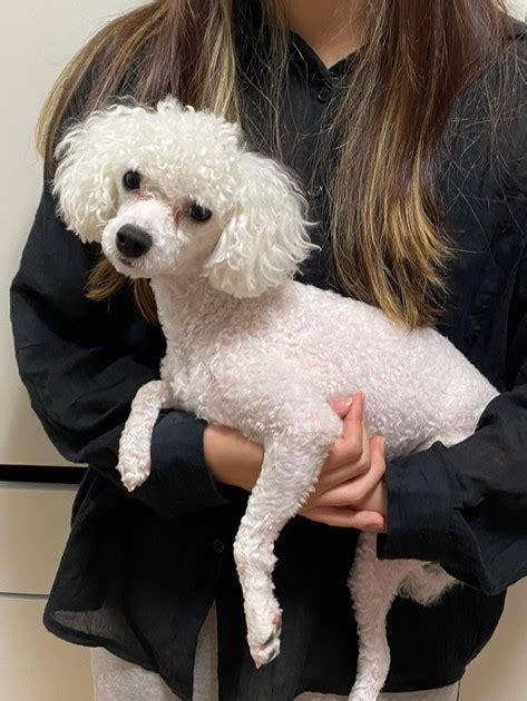 수원 2022 0063 비숑프리제 미미 책임분양 렉돌분양가격 브리숏분양가격 브리티시숏헤어분양가격 러블분양가격 티컵비숑프리제분양 티컵포메라니안분양 티컵말티즈분양 티컵말티푸