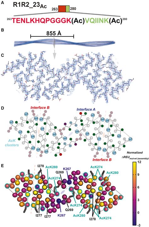 Disease Associated Patterns Of Acetylation Stabilize Tau Fibril