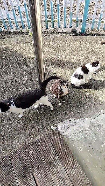 아침을 기다리는 고양이 무리 고양이 아침 기다림 고양이무리 Youtube