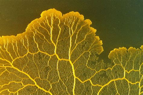 Physarum Slide