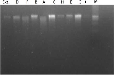 Dna Fragmentation Patterns Obtained After Incubation Of Tested