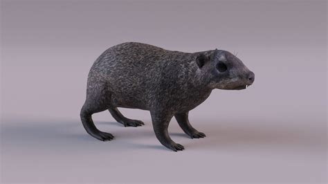 Rock Hyrax 3d Model By Rmilushev