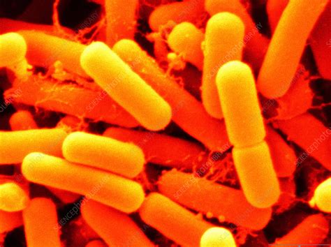 Lactobacillus Reuteri Stock Image B2201574 Science Photo Library