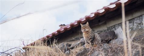 猫は何でも知っている｜ニカホデイズ 秋田県にかほ市