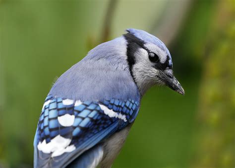 Cuzzee Cups Favorites Flickr