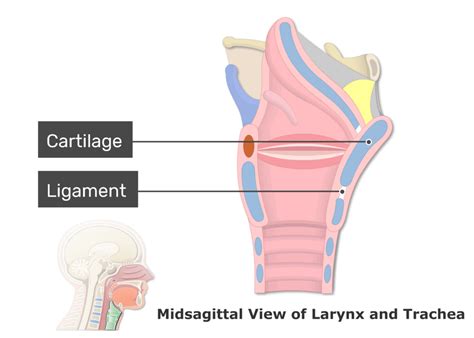 Intrinsic Muscles Of Larynx