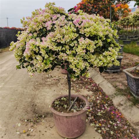 Hoa Giấy Hồng Sakura G150 Hoa Giấy Ban Công Sân Vườn