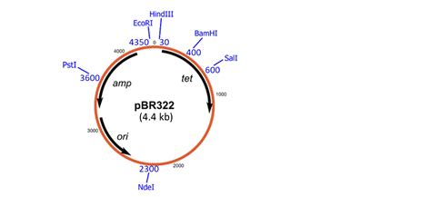 Solved Consider The Cloning Plasmid Pbr322 4400 ﻿bp