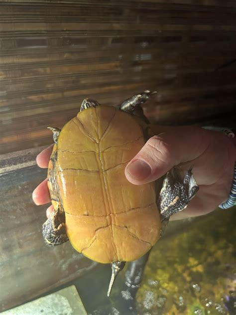 Help Determining Sex Of These Turtles Please Rturtle