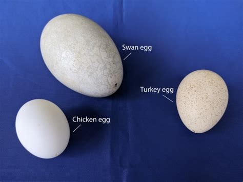 Eagle Egg Compared To A Chicken Egg