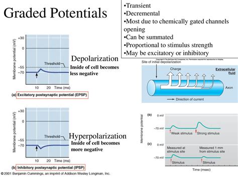 Misericordia University Ppt Download