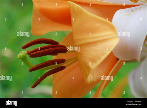 Lilium African Queen Stock Photo - Alamy