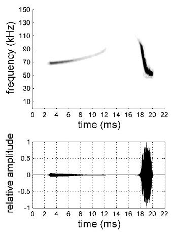 Spectrogram Above And Oscillogram Below Of The Unique Call Type Download Scientific