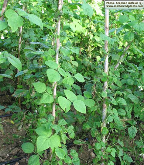 Phaseolus Vulgaris Common Bean The Online
