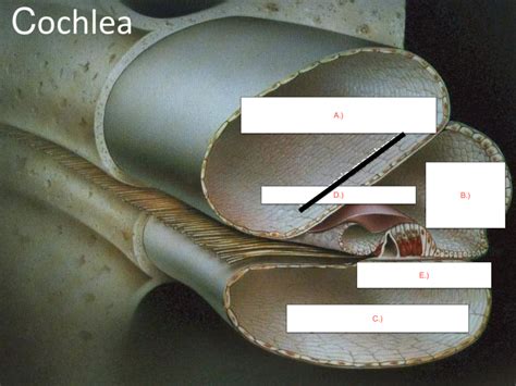 Psyc 2220 Exam 3 Diagram Quizlet