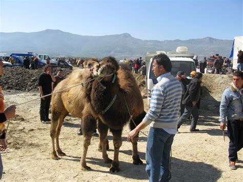 The Sexual Life Of The Camel Bof S Blog