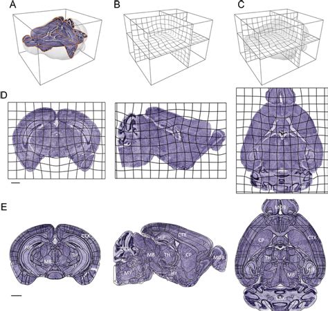 Application Of The Nonlinear Deformation Field A The Download Scientific Diagram