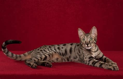 Savannahs Cats At Poolsidecats In Florida Browns And Snows