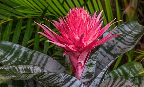 Watering Aechmea Fasciata House Plant Care