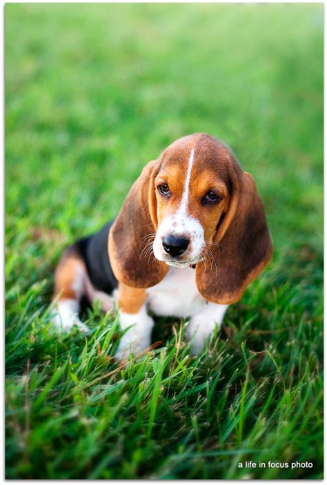 Puppies Pictures Gallery Basset Hound Puppies Pictures