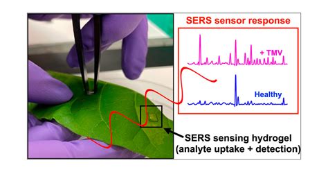 Direct Detection Of Tobacco Mosaic Virus In Infected Plants With Sers Sensing Hydrogels Acs