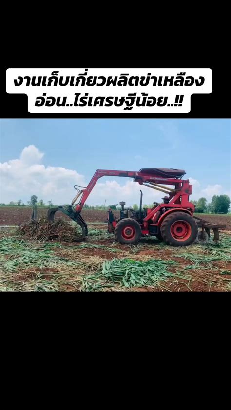 ไร่เศรษฐีน้อย ข่าเหลือง ตะไคร้ ใบมะกรูด จำหน่ายพันธุ์