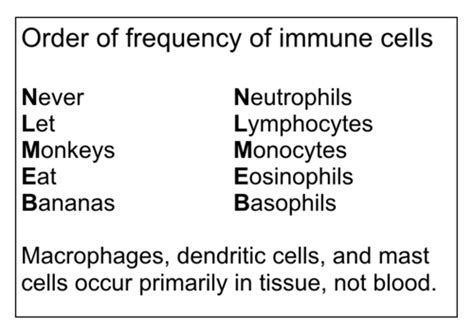 Exam 1 Immunity Flashcards Quizlet