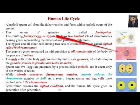 Understanding The Sexual Life Cycle Meiosis Explained Galaxy Ai