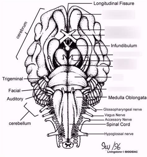 Inferior Sheep Brain 1 Diagram Quizlet